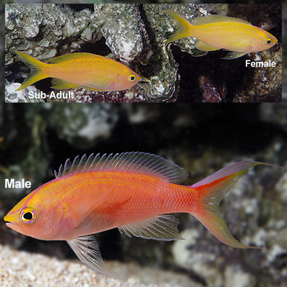 Sunset Anthias – 1 Fish 2 Fish Dartmouth