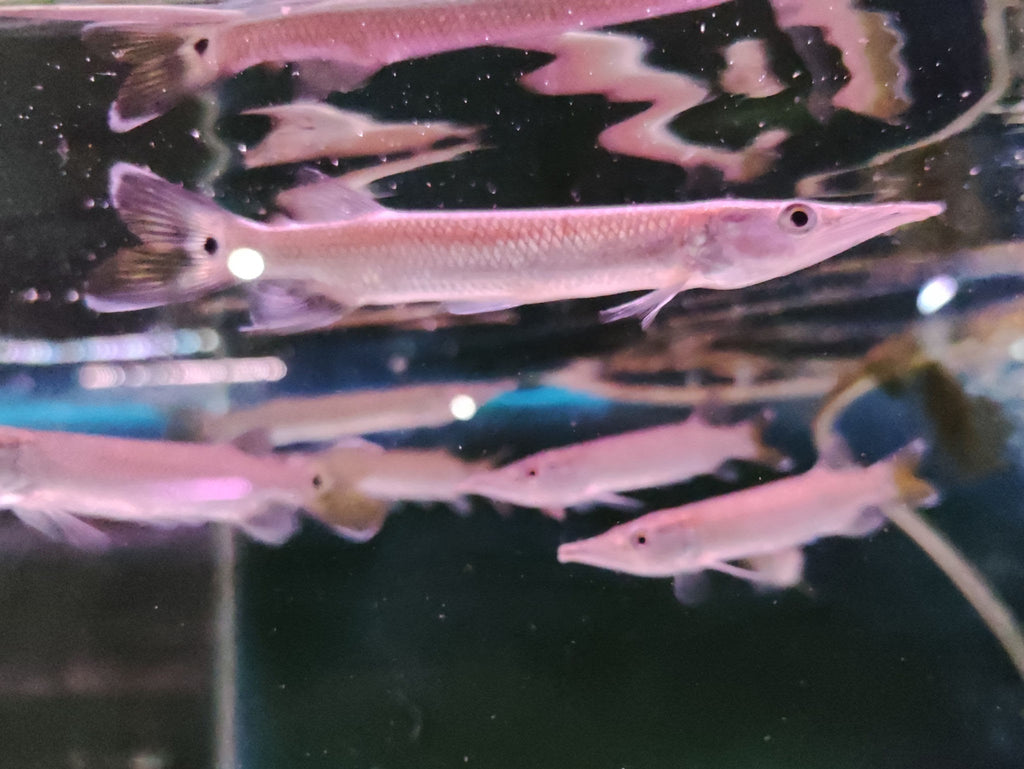 Rocket Gar "Characin" – 1 Fish 2 Fish Dartmouth