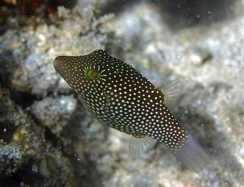 Honeycomb Toby Puffer – 1 Fish 2 Fish Dartmouth