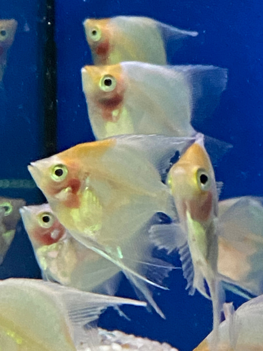 Lemonhead Angelfish – 1 Fish 2 Fish Dartmouth