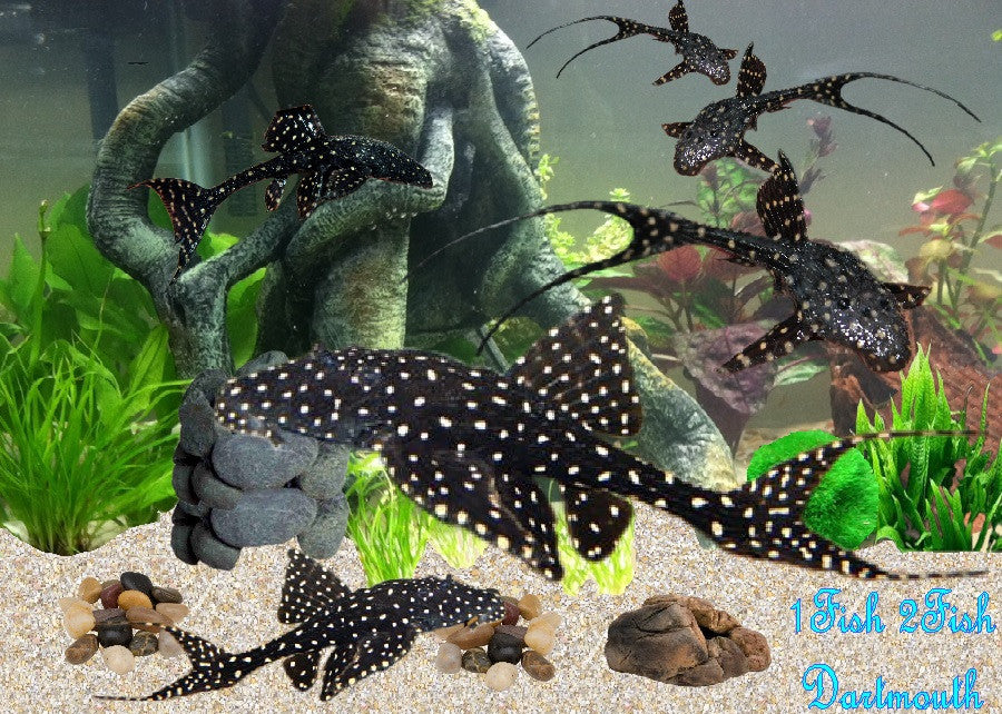 Adonis Pleco "Acanthicus adonis" – 1 Fish 2 Fish Dartmouth
