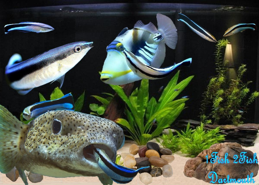Blue Streak Cleaner Wrasse "Labroides dimidiatus" – 1 Fish 2 Fish Dartmouth