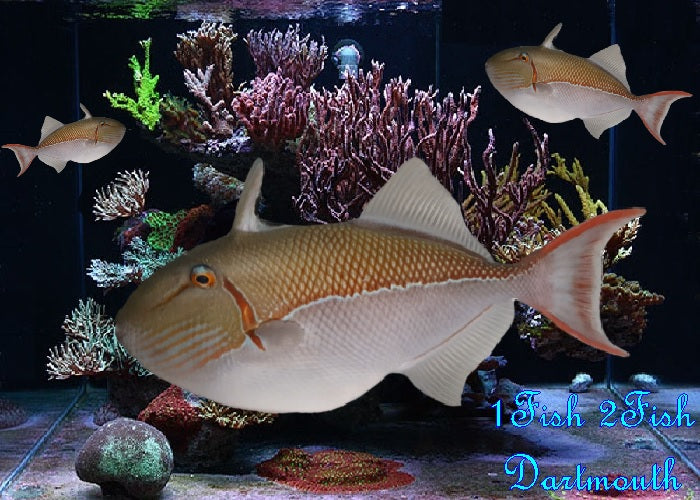 Goldenback Triggerfish "Xanthichthys caeruleolineatus" – 1 Fish 2 Fish ...