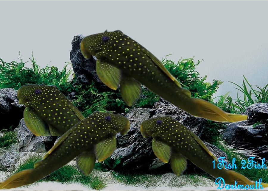 L200 - Green Phantom Pleco "Hemiancistrus subviridis" – 1 Fish 2 Fish ...