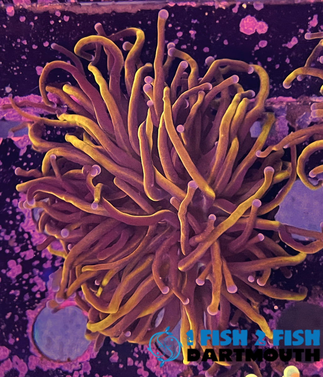 24k Gold Torch – 1 Fish 2 Fish Dartmouth