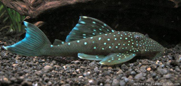black phantom pleco