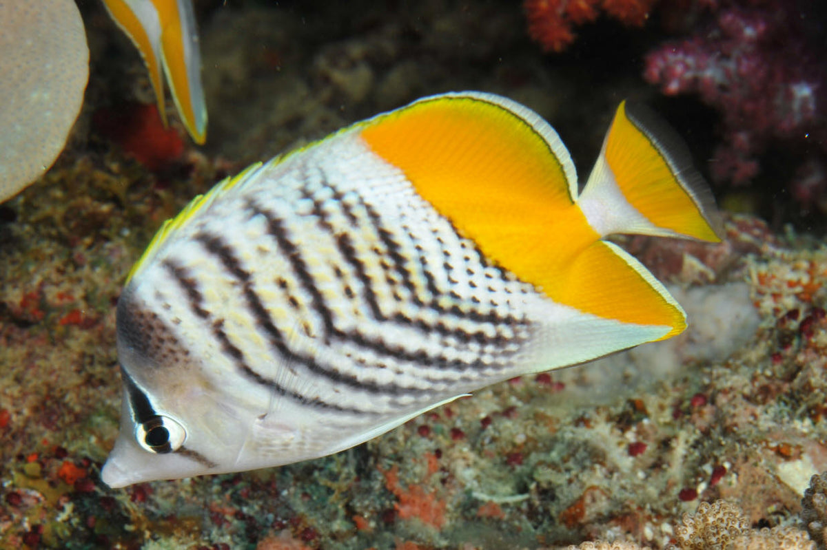 Red Checkered Pearlscale Butterflyfish "Chaetodon xanthurus" – 1 Fish 2 ...