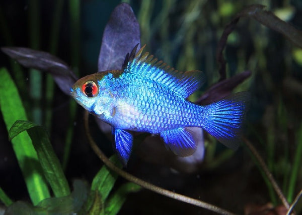 ramirezi fish