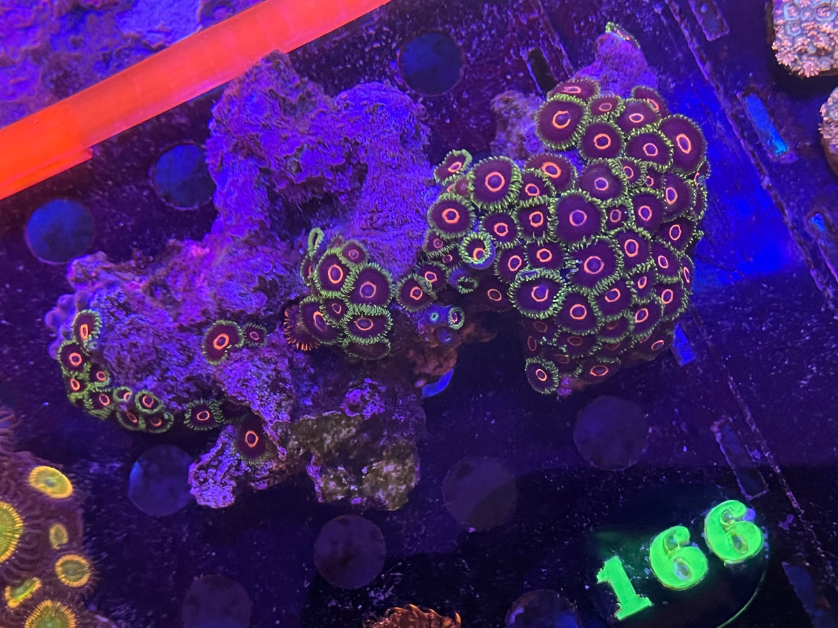 WWC Purple Hearts zoas #166 – 1 Fish 2 Fish Dartmouth