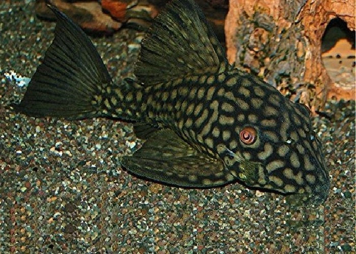 L330 Watermelon Pleco "Panaque cf. nigrolineatus"- Half Spoted – 1 Fish ...