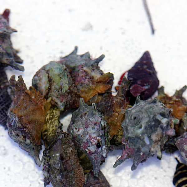 Ninja Star Snail – 1 Fish 2 Fish Dartmouth