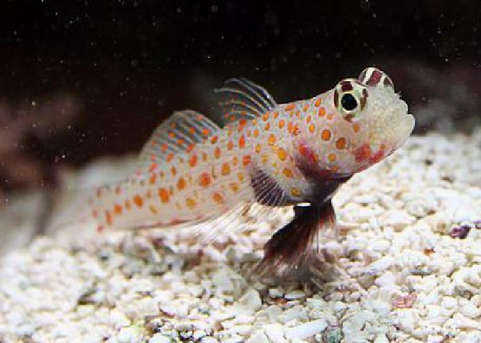 Orange Spot Prawn Goby "Amblyeleotris guttata" – 1 Fish 2 Fish Dartmouth