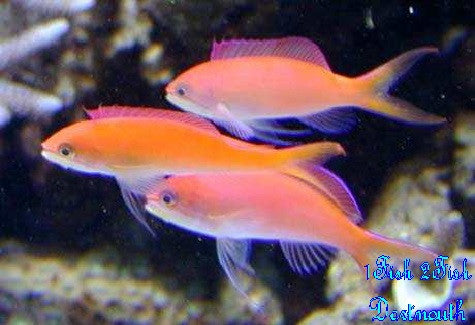 Dispar Anthias "Madder Seaperch" "Pseudanthias dispar" – 1 Fish 2 Fish ...