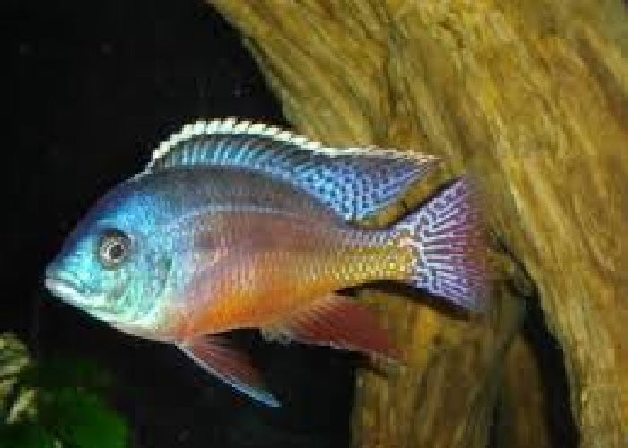 Red Empress Cichlid "Protomelas taeniolatus"- 2.5'' – 1 Fish 2 Fish ...