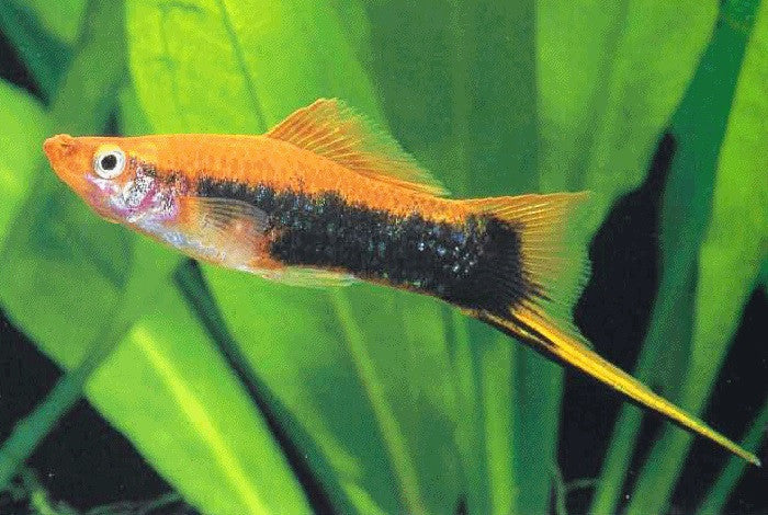 Swordtails "Xiphophorus helleri" – 1 Fish 2 Fish Dartmouth