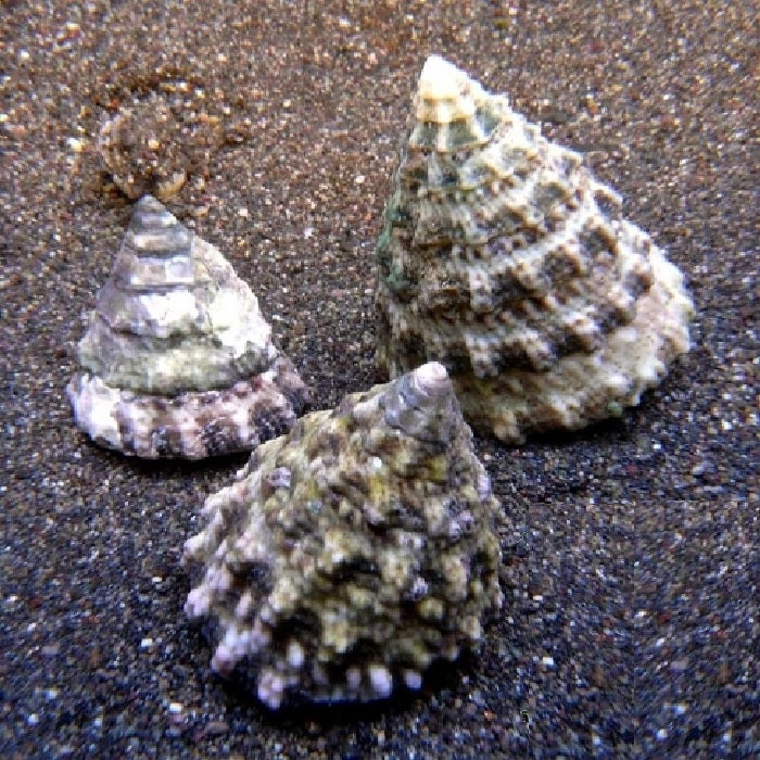Turban Snail "Turbo setosus" – 1 Fish 2 Fish Dartmouth