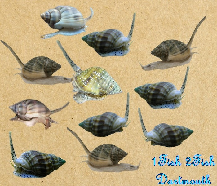 Nassarius Snails "Nassarius sp." – 1 Fish 2 Fish Dartmouth
