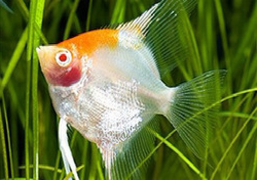 Golden Red Face Angelfish "Pterophyllum Scalare" – 1 Fish 2 Fish Dartmouth