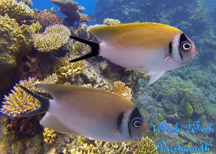 Swallowtail Angelfish "Genicanthus semifasciatus" – 1 Fish 2 Fish Dartmouth