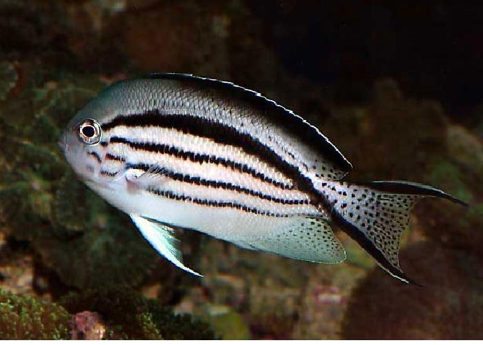 Lamarck Angelfish "Genicanthus lamarck" – 1 Fish 2 Fish Dartmouth
