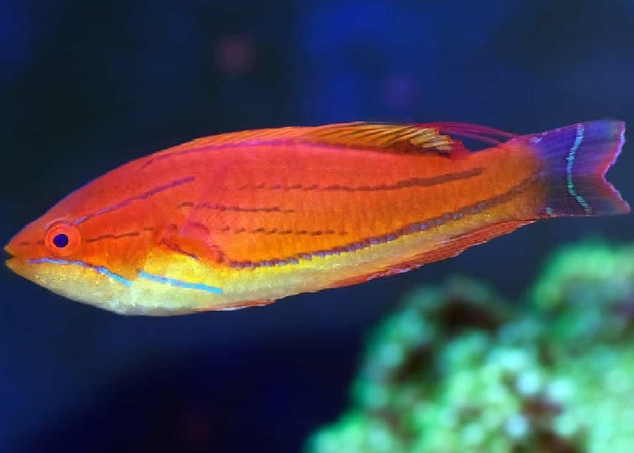 Carpenter's Flasher Wrasse "Paracheilinus carpenteri" – 1 Fish 2 Fish ...