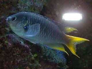 Lyretail Chromis "Chromis multilineatus" – 1 Fish 2 Fish Dartmouth