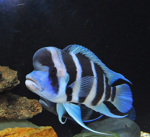 Frontosa Cichlid "Cyphotilapia frontosa" – 1 Fish 2 Fish Dartmouth