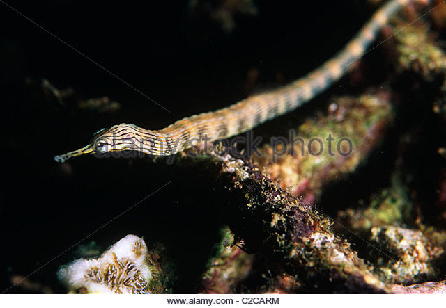 Australian Messmate Pipefish "Corythoichthys intestinalis" – 1 Fish 2 ...