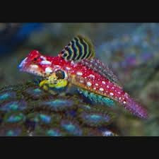 Ruby Red Dragonette "Synchiropus moyeri" – 1 Fish 2 Fish Dartmouth