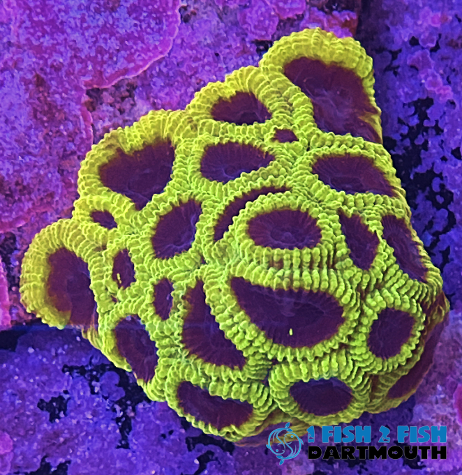 Wolverine Favia (98) – 1 Fish 2 Fish Dartmouth